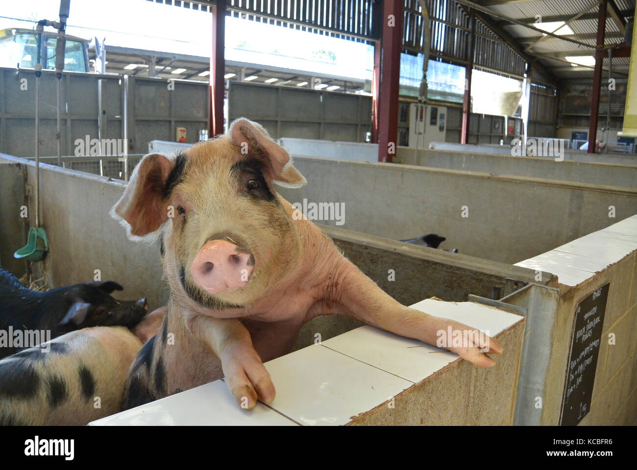 Pigs in pens in England Stock Photo - Alamy