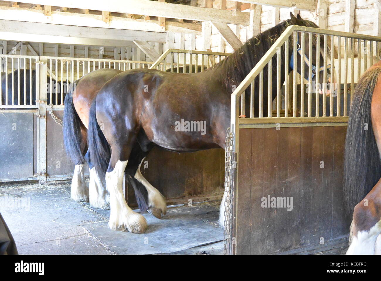 horses in stable Stock Photo - Alamy