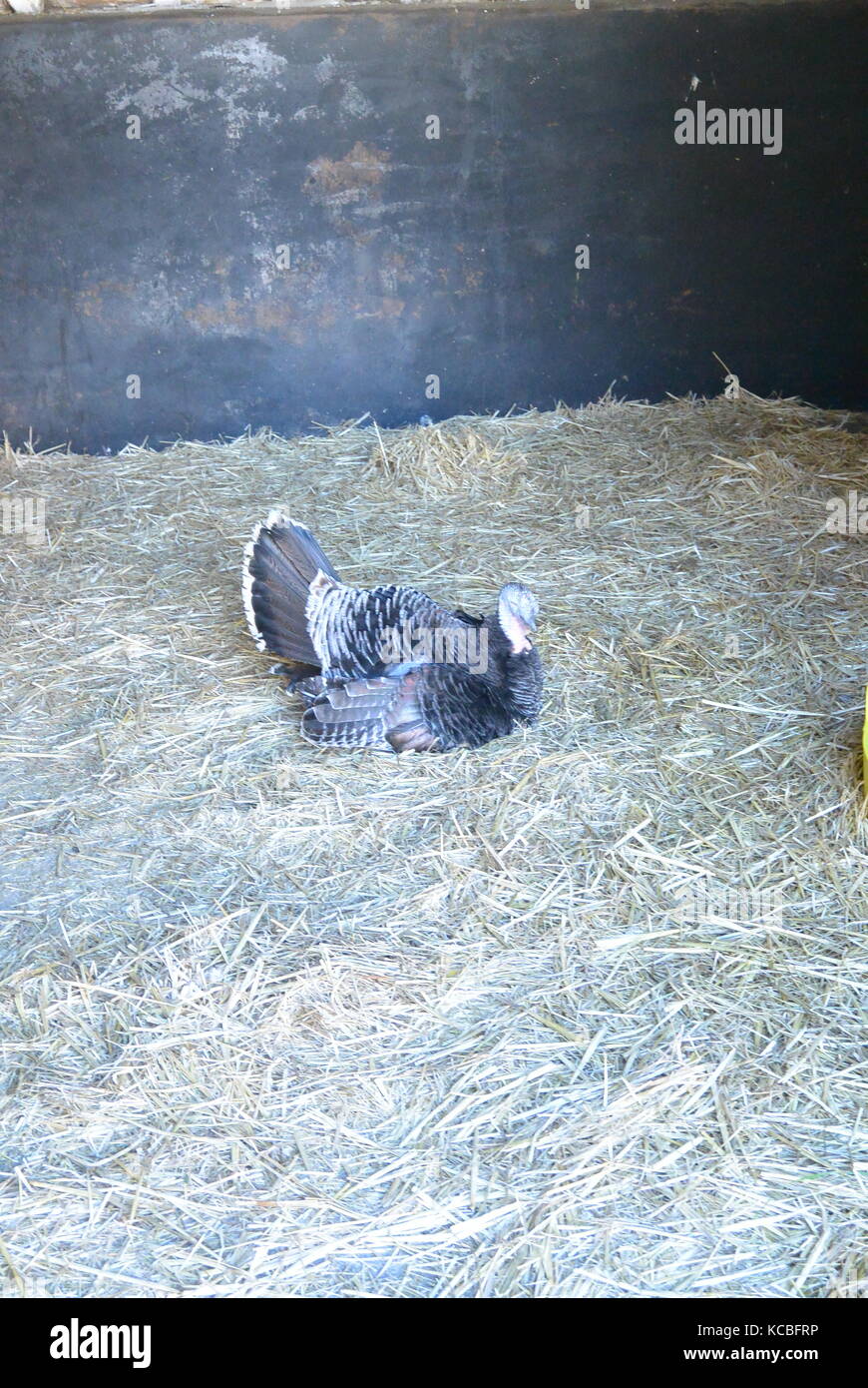 Turkey in pen in English farm Stock Photo - Alamy