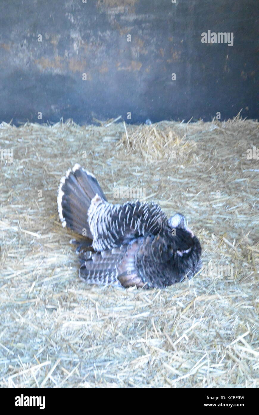 Turkey in pen in English farm Stock Photo - Alamy