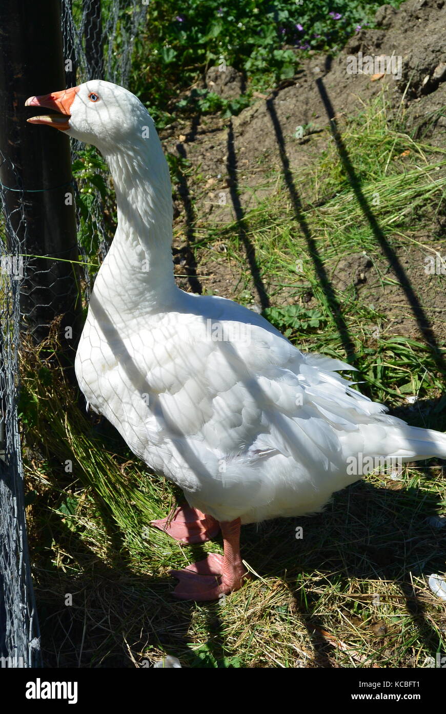 White goose in pen Stock Photo - Alamy