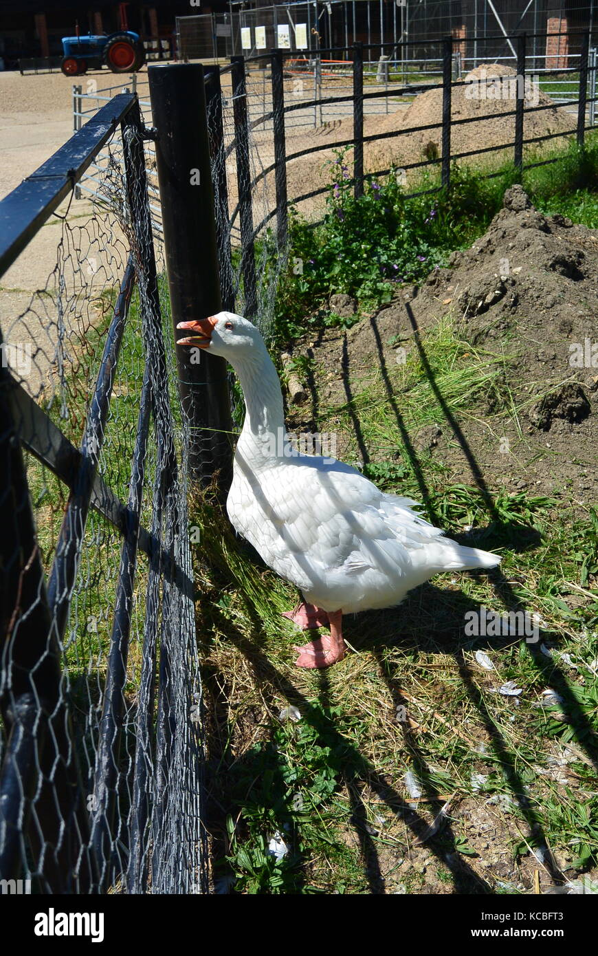 White goose in pen Stock Photo - Alamy