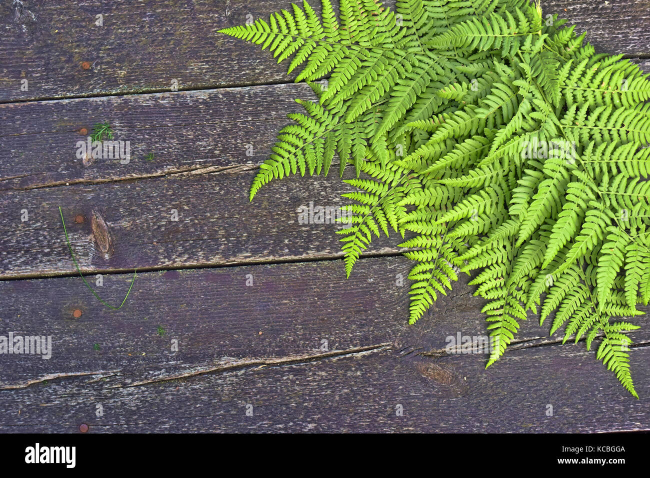 Fresh fern border on vintage wooden background Stock Photo - Alamy