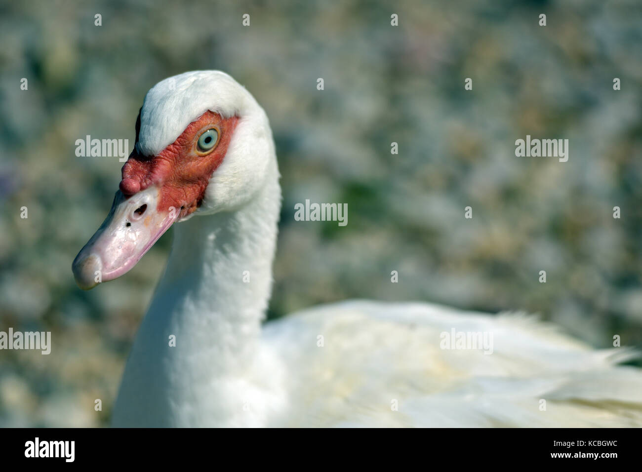 White Duck Red Face High Resolution Stock Photography and Images - Alamy