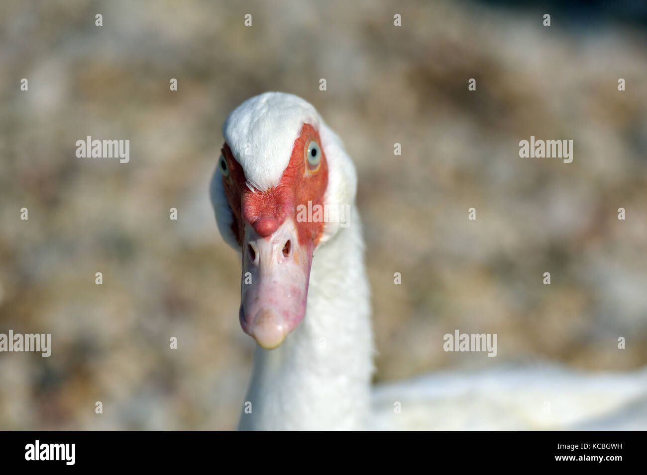 a white Muscovy duck looking directly into the camera with red flashes ...