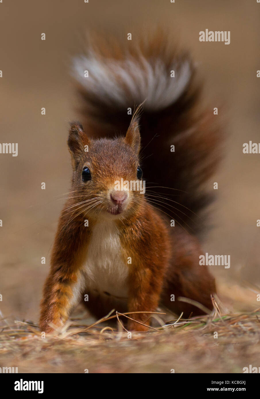 Eurasian Red Squirrel (Sciurus vulgaris) in forest and woodland in ...