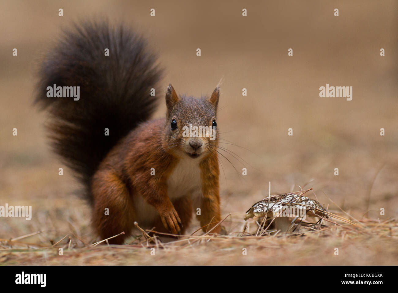 Eurasian Red Squirrel (Sciurus vulgaris) in forest and woodland in ...