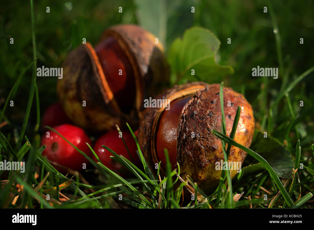 Conker macro hi-res stock photography and images - Alamy
