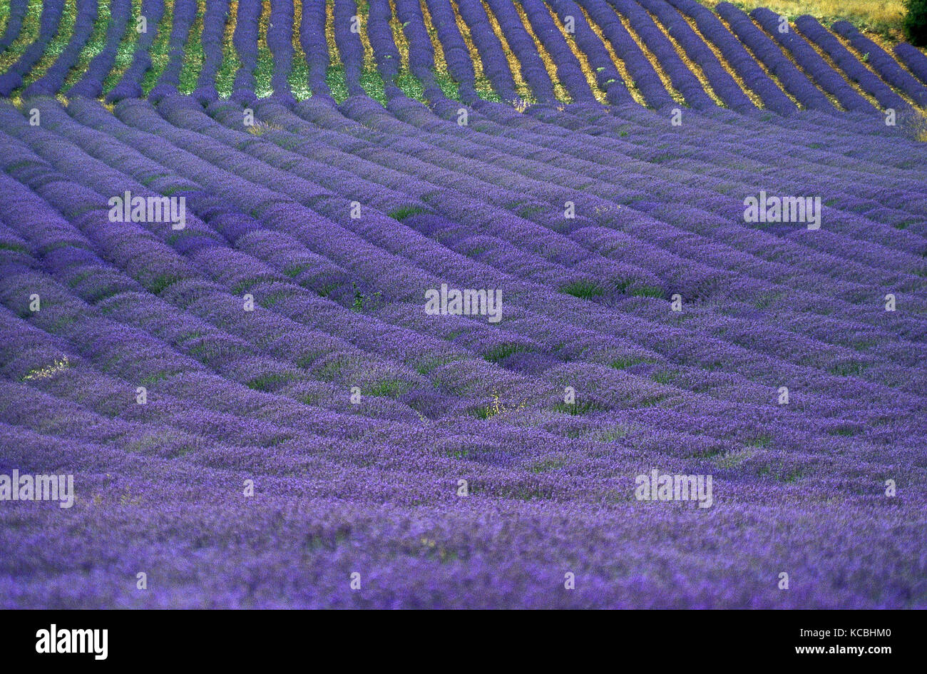 lavender fields of Sault, Provence, France Stock Photo - Alamy