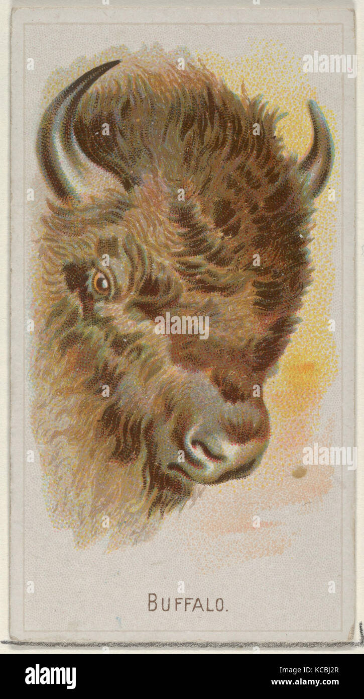 Buffalo, from the Wild Animals of the World series (N25) for Allen ...