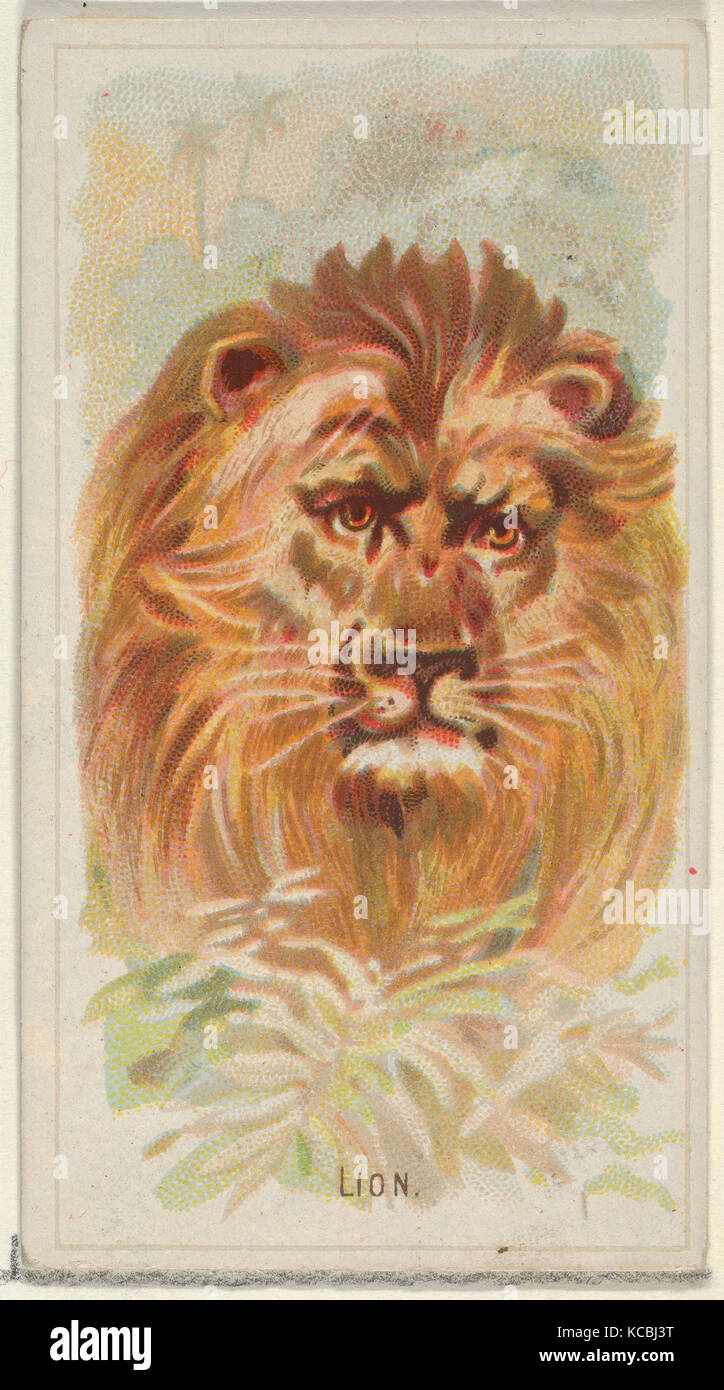 Lion, from the Wild Animals of the World series (N25) for Allen ...