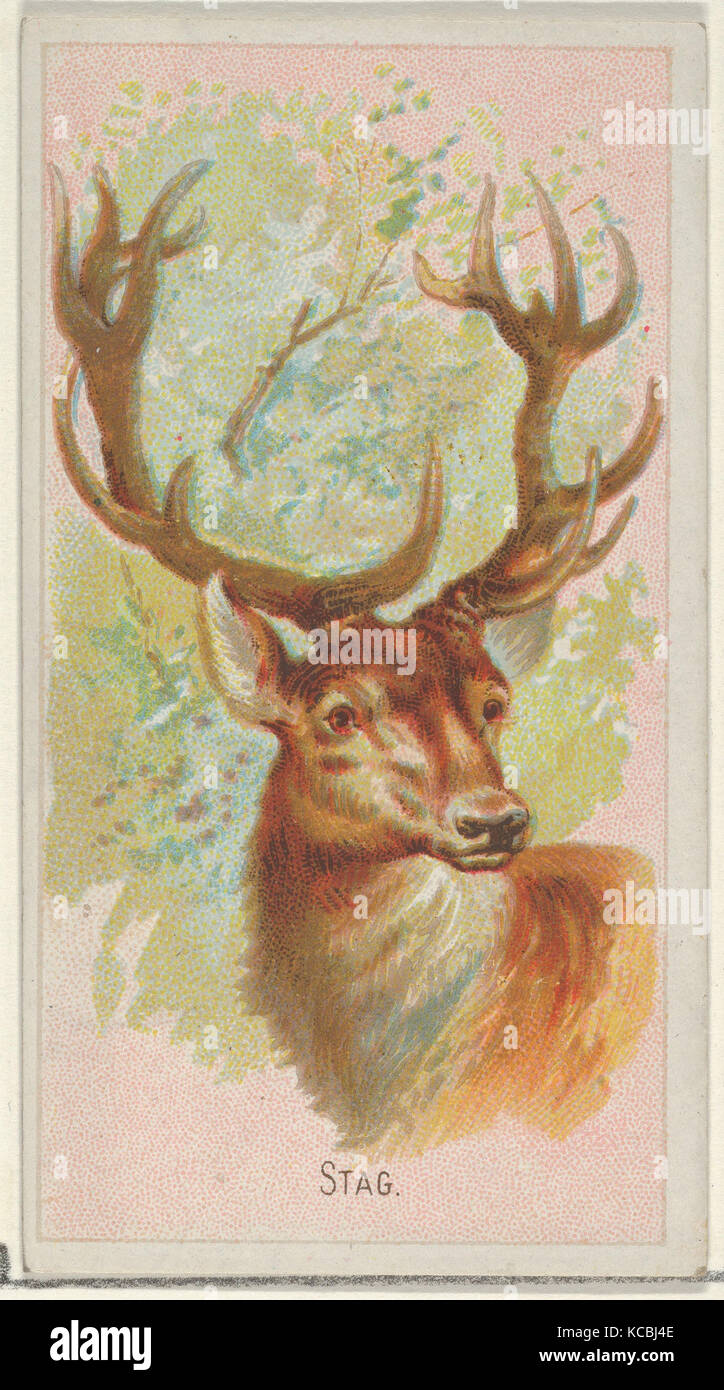 Stag, from the Wild Animals of the World series (N25) for Allen ...