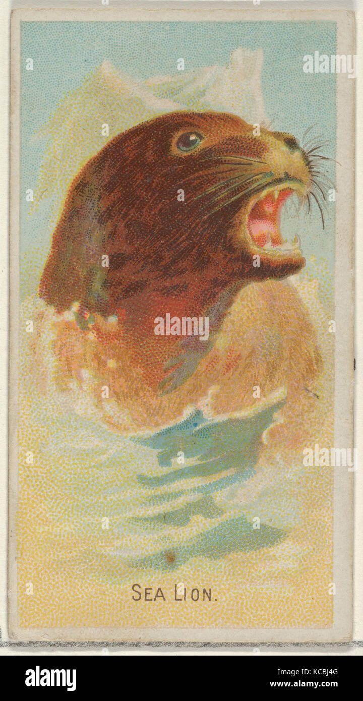Sea Lion, from the Wild Animals of the World series (N25) for Allen ...