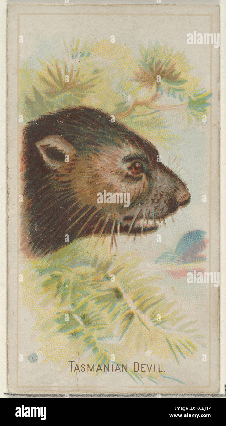 Tasmanian Devil, from the Wild Animals of the World series (N25) for ...
