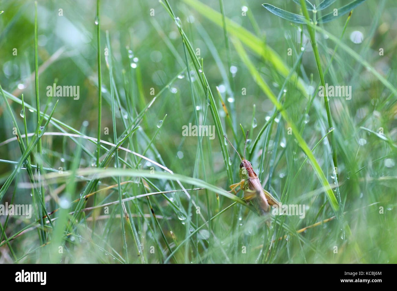 little grasshopper on grass Stock Photo - Alamy
