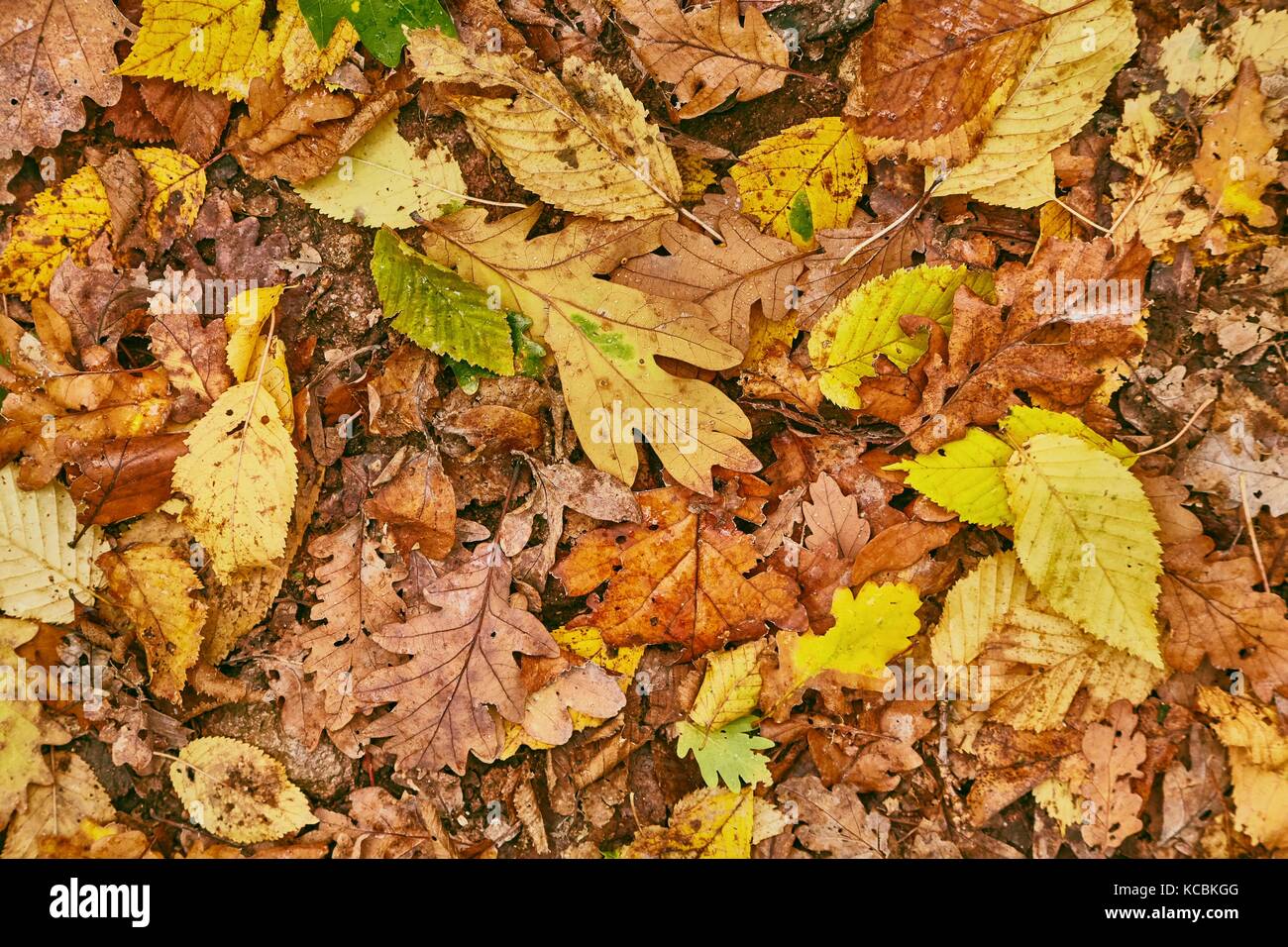 Fallen autumn leaves Stock Photo - Alamy