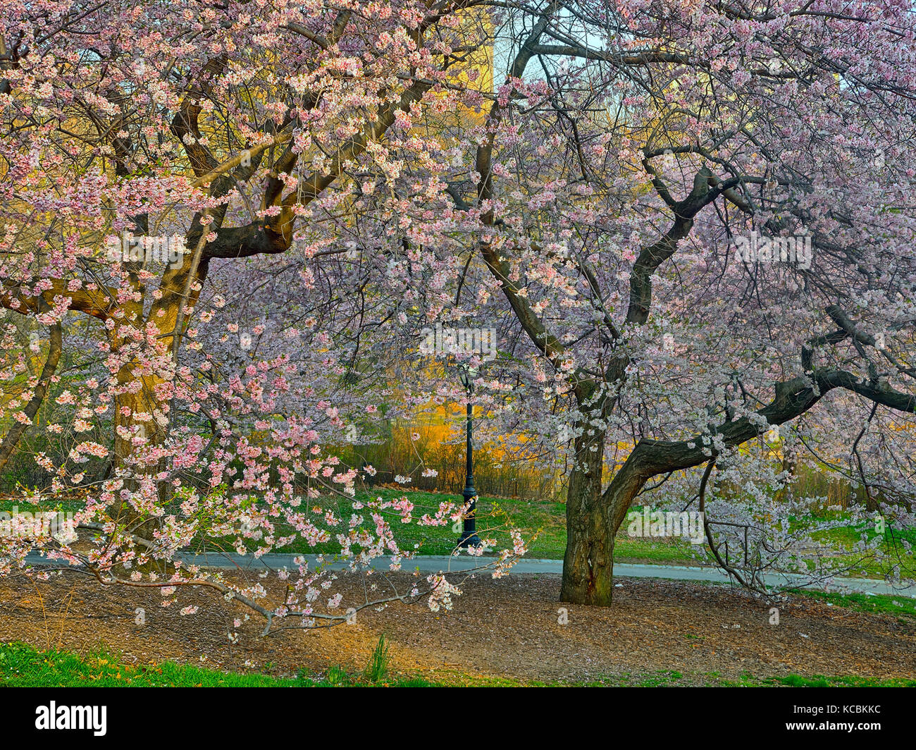 Central Park, New York City in early spring Stock Photo - Alamy