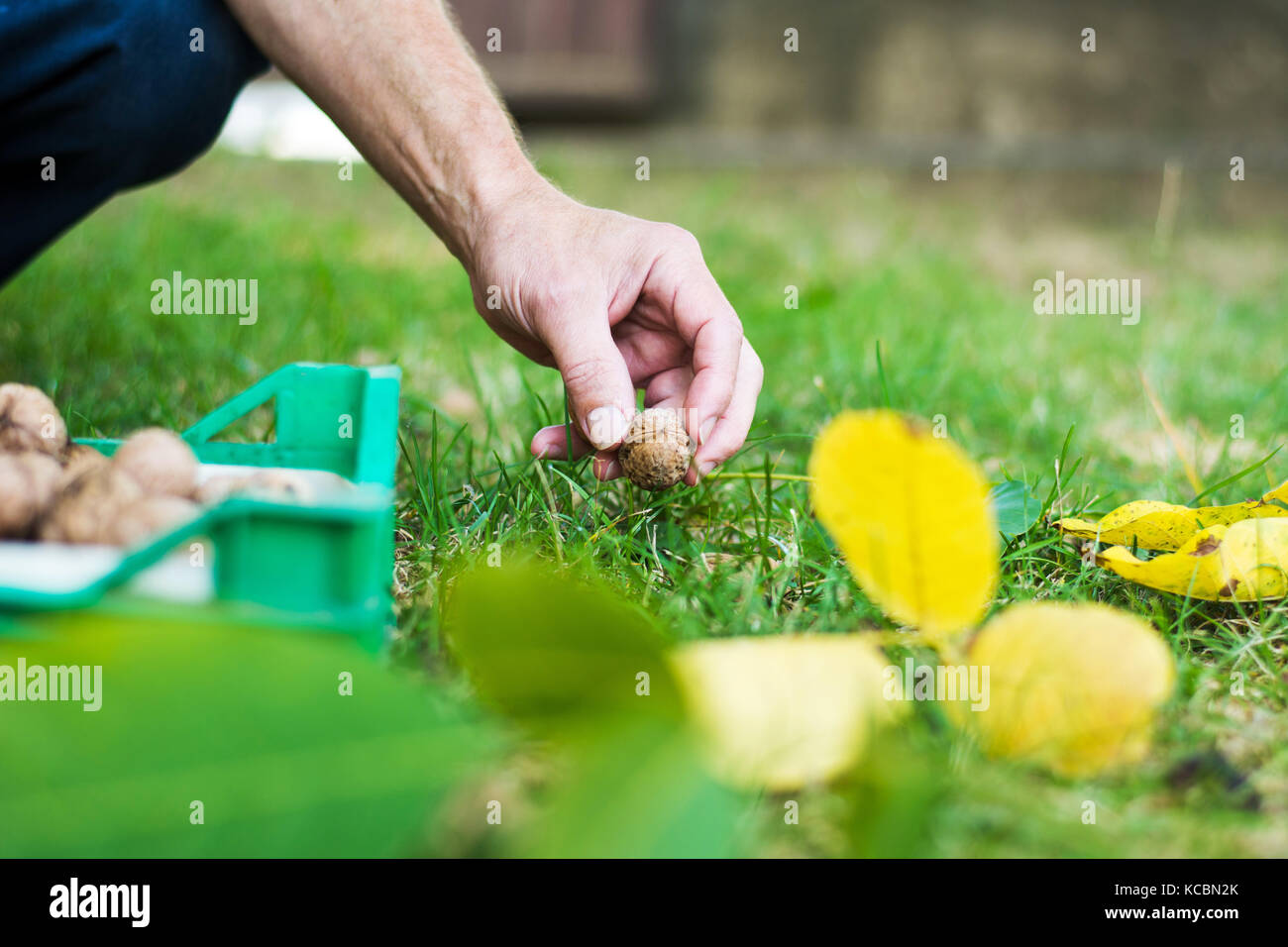 Man collecting fallen walnuts in the field Stock Photo - Alamy