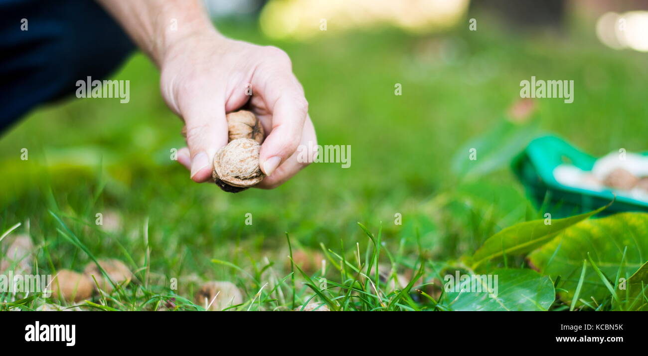 Man collecting fallen walnuts in the field Stock Photo - Alamy