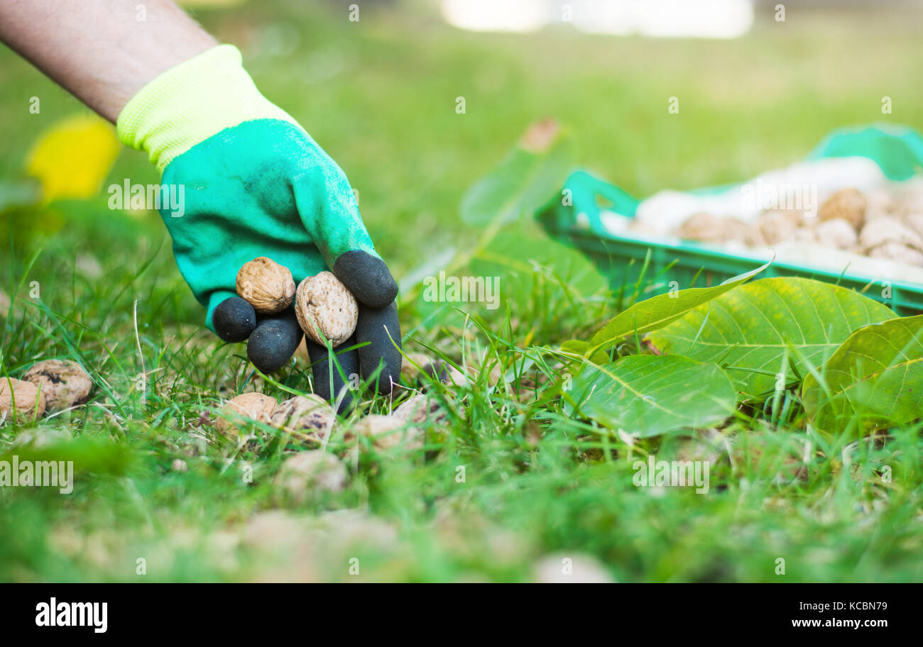Worker collecting walnuts from the grass with gloves Stock Photo - Alamy