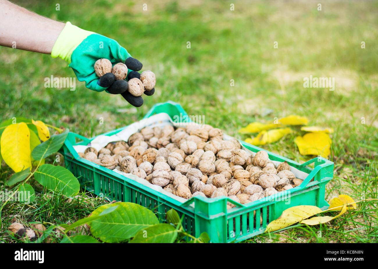 Worker collecting walnuts from the grass with gloves Stock Photo - Alamy