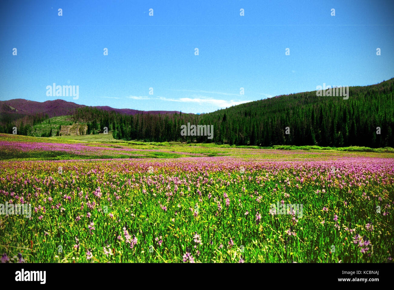 Montana field wildflower hi-res stock photography and images - Alamy