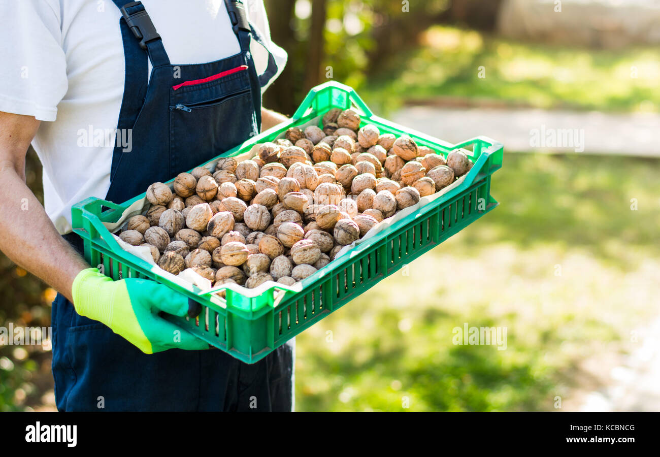 Man holding box full of fresh picked walnuts Stock Photo - Alamy