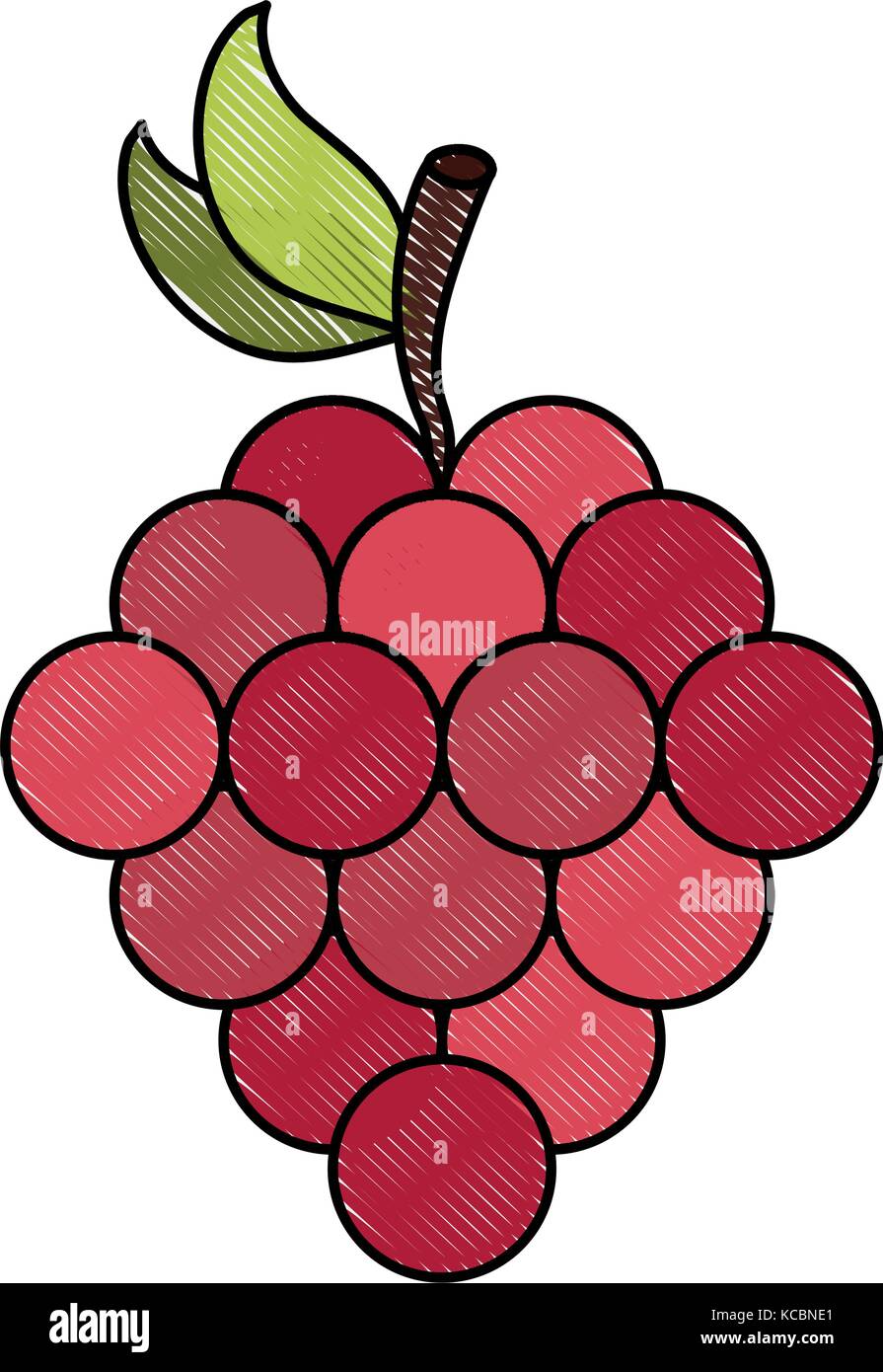 Delicious grapes fruit Stock Vector Image & Art - Alamy