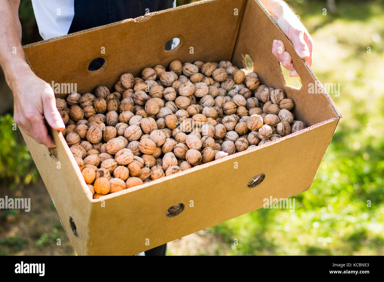 Man holding box full of fresh picked walnuts Stock Photo - Alamy