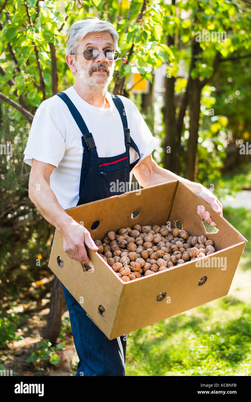 Senior man holding box full of fresh picked walnuts Stock Photo - Alamy