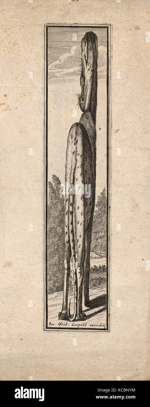 Six anamorphic animal prints hi-res stock photography and images - Alamy