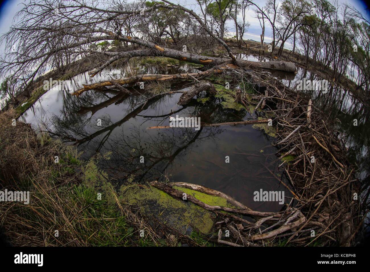 Canadian beaver, lives again in Sonora Mexico after their extinction 80 ...