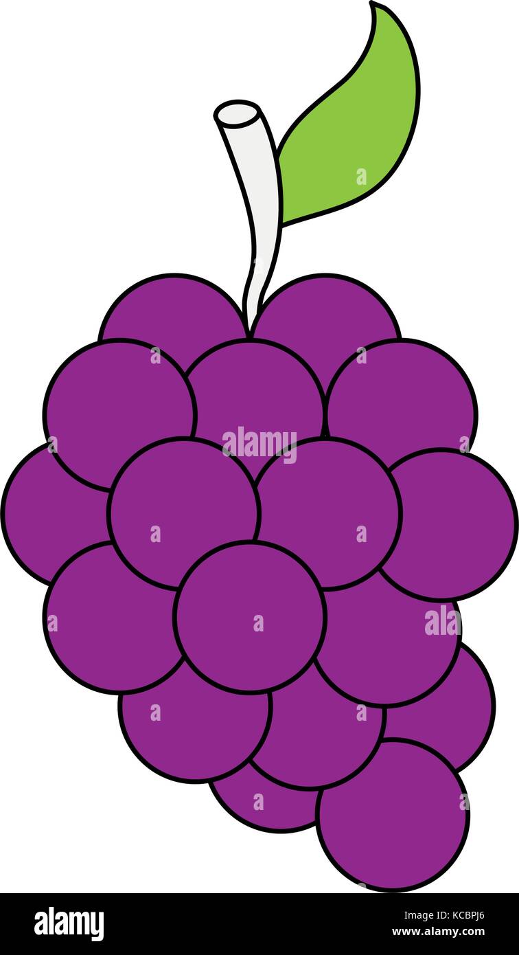 Delicious grapes fruit Stock Vector Image & Art - Alamy