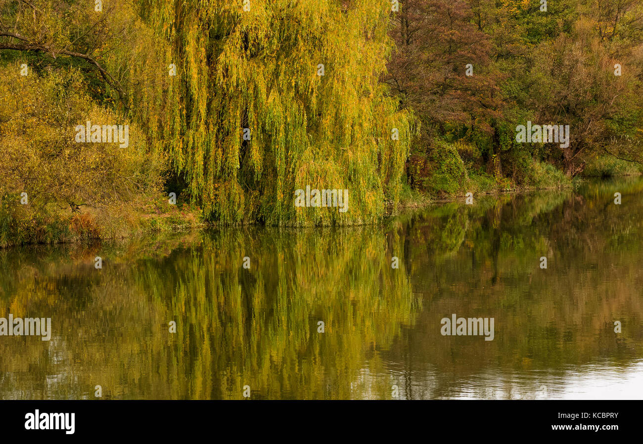 willow tree above the calm river in autumn. beautiful nature background ...