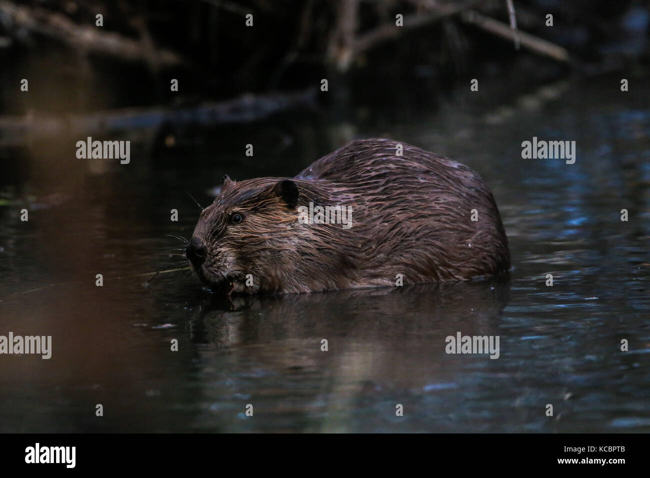 Canadian beaver, lives again in Sonora Mexico after their extinction 80 ...