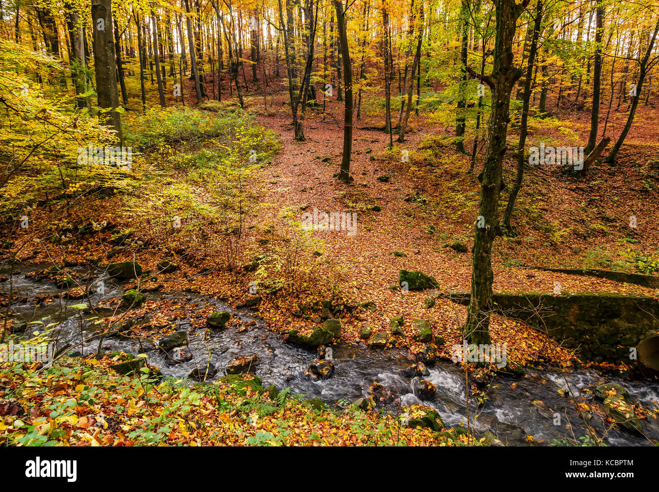 brook in autumn forest on hillside. beautiful nature scenery Stock ...