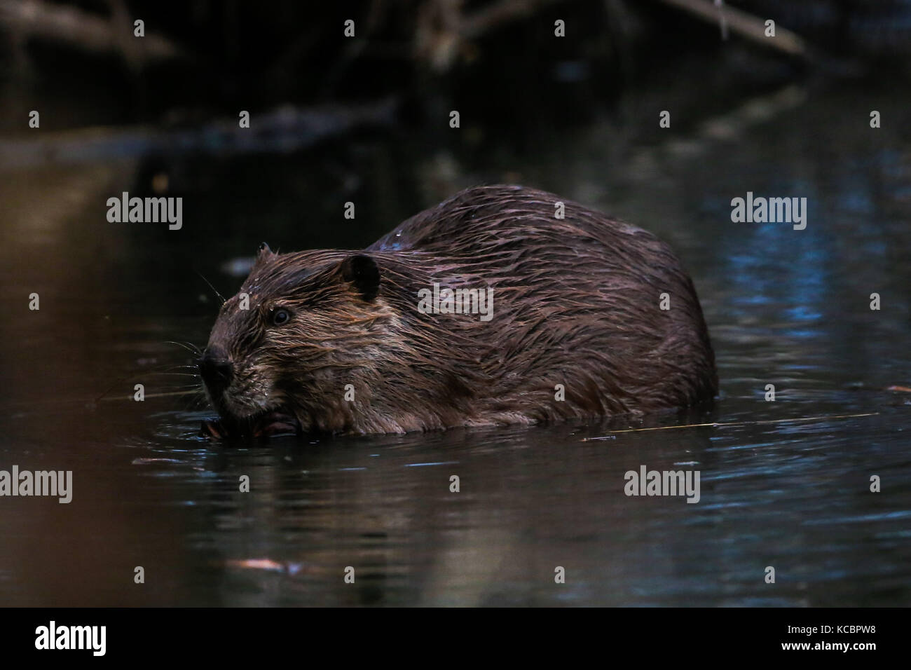 Canadian beaver, lives again in Sonora Mexico after their extinction 80 ...