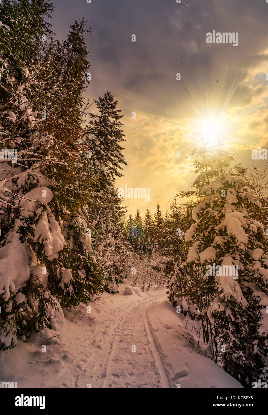 path through spruce forest in winter. beautiful nature scenery with ...