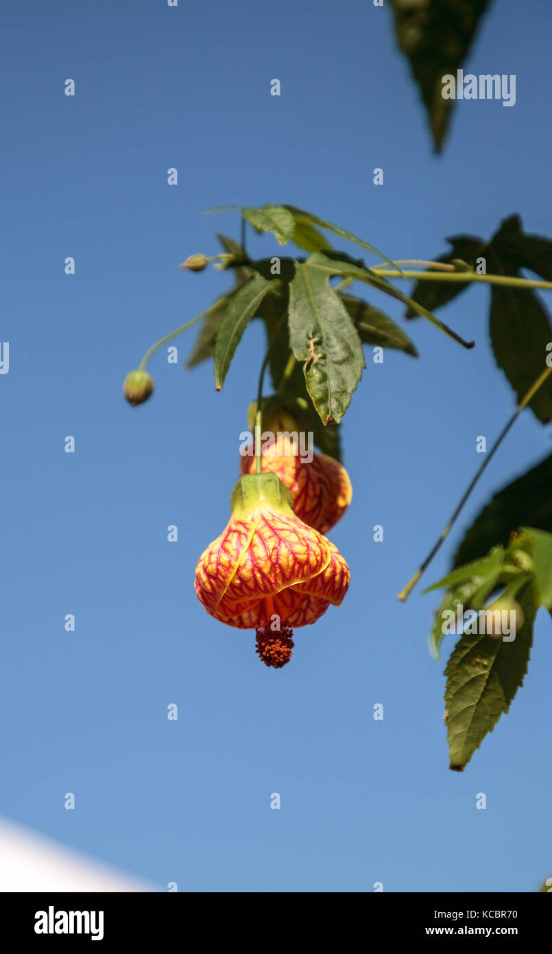 Tiger eye flowering maple hi-res stock photography and images - Alamy