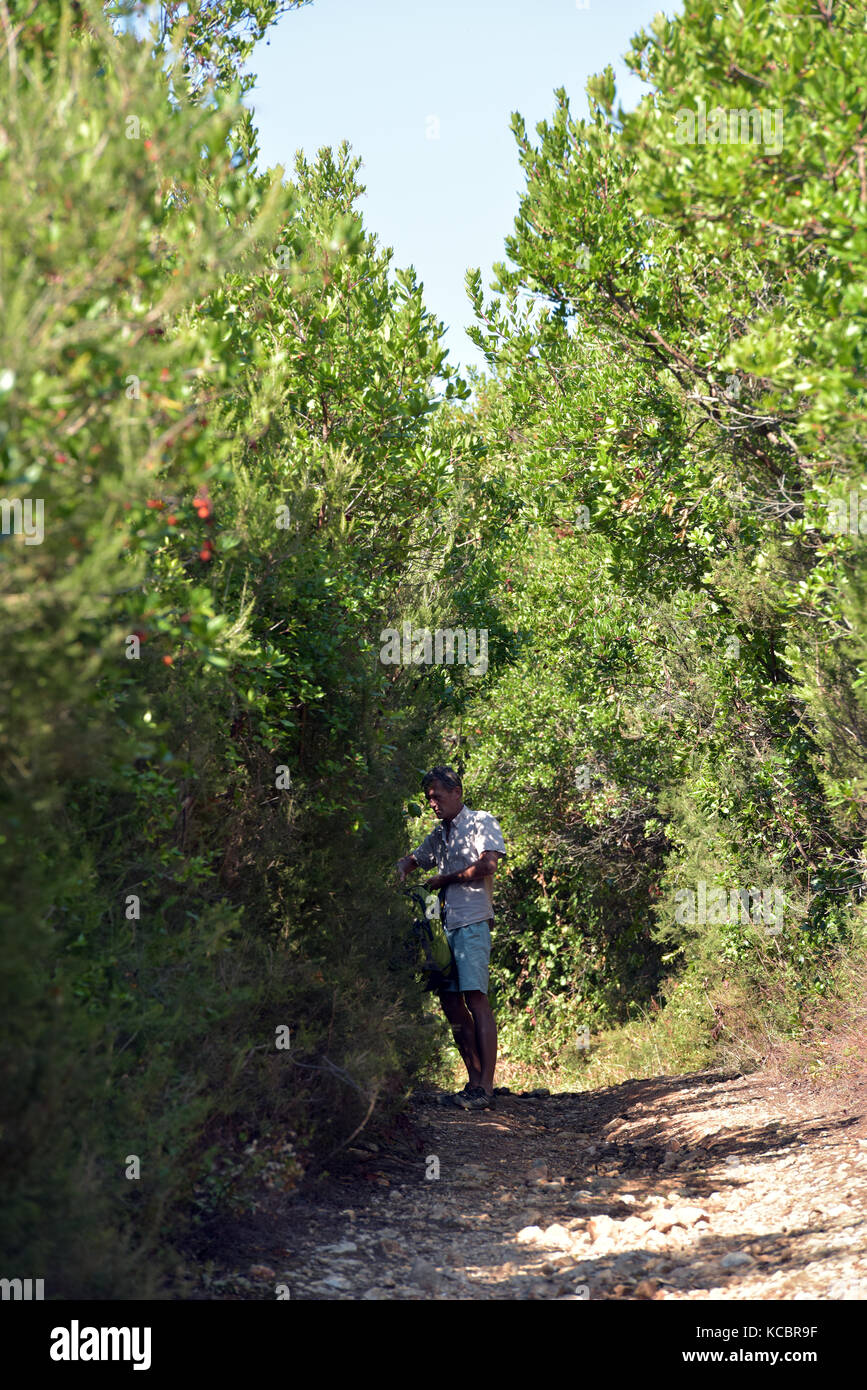 A man walking along a tree-lined lane on the island of corfu in greece ...