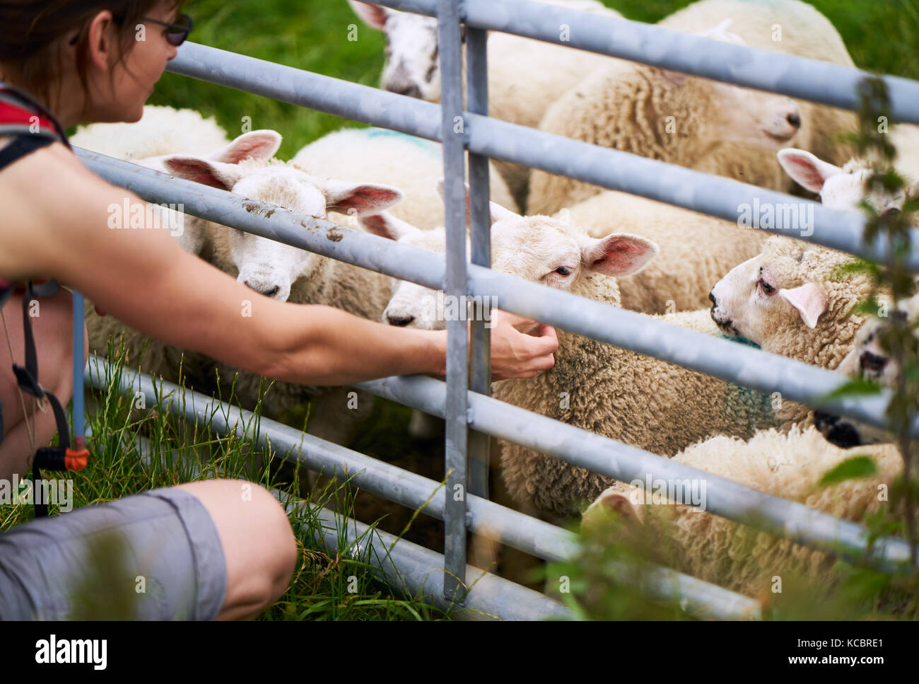 A hiker petting lambs on a farm in the Northumberland countryside Stock ...