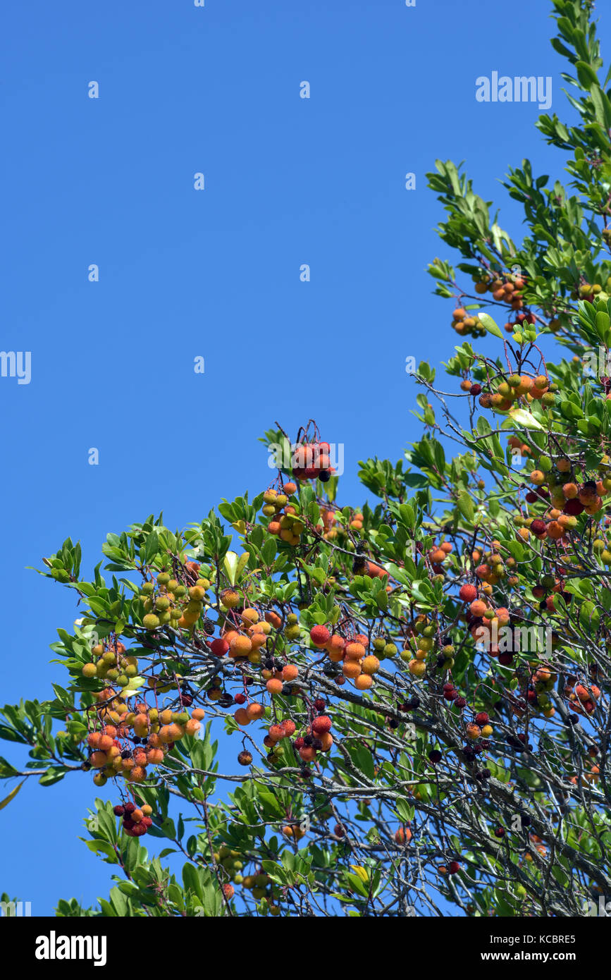 arbutus fruit tree, greece Stock Photo - Alamy
