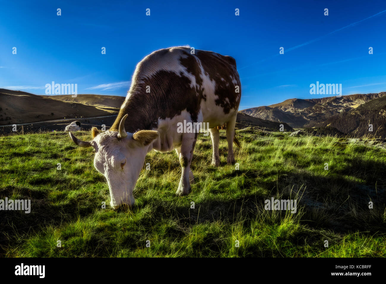 Cow on hill Stock Photo - Alamy