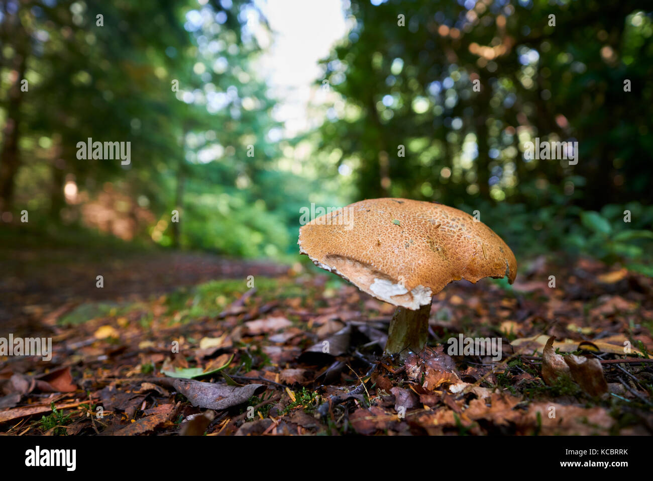 A toadstool growing on the woodland floor in the English countryside ...
