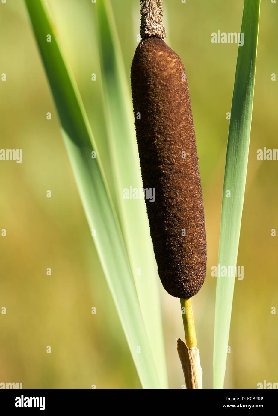A closeup of a bulrush reed growing in a fresh water lake Stock Photo ...