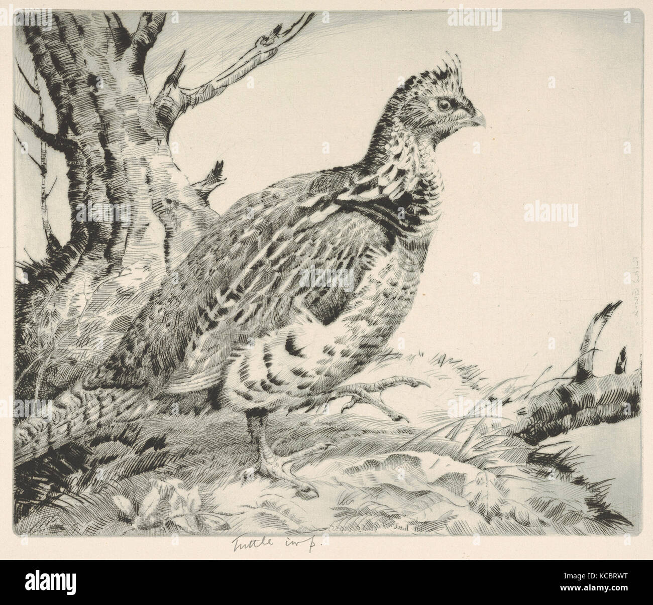 Ruffled Grouse, 1935, Drypoint; second state, plate: 8 7/8 x 10 5/8 in ...