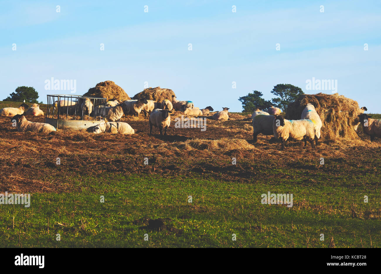 Lay down sheep hi-res stock photography and images - Alamy