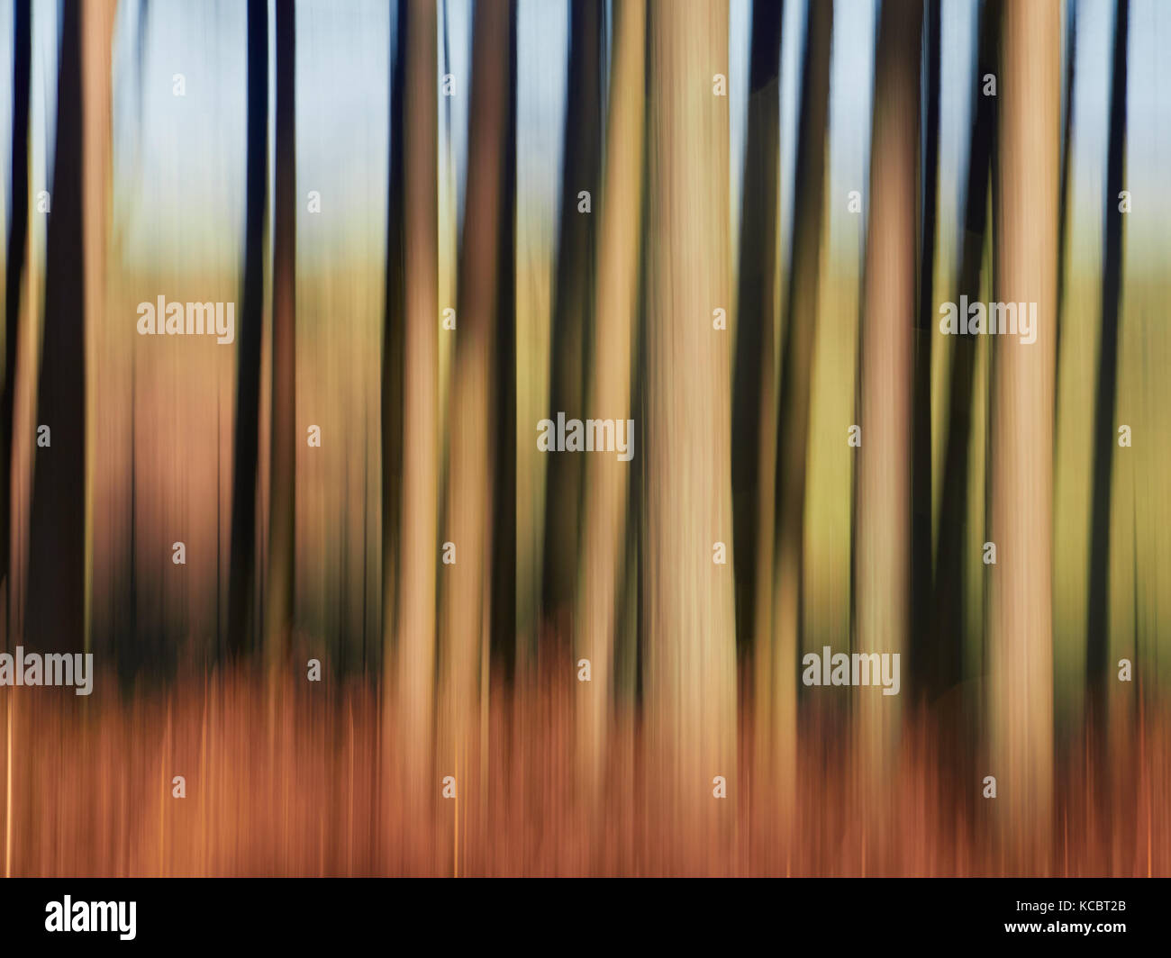 Abstract woodland hi-res stock photography and images - Alamy