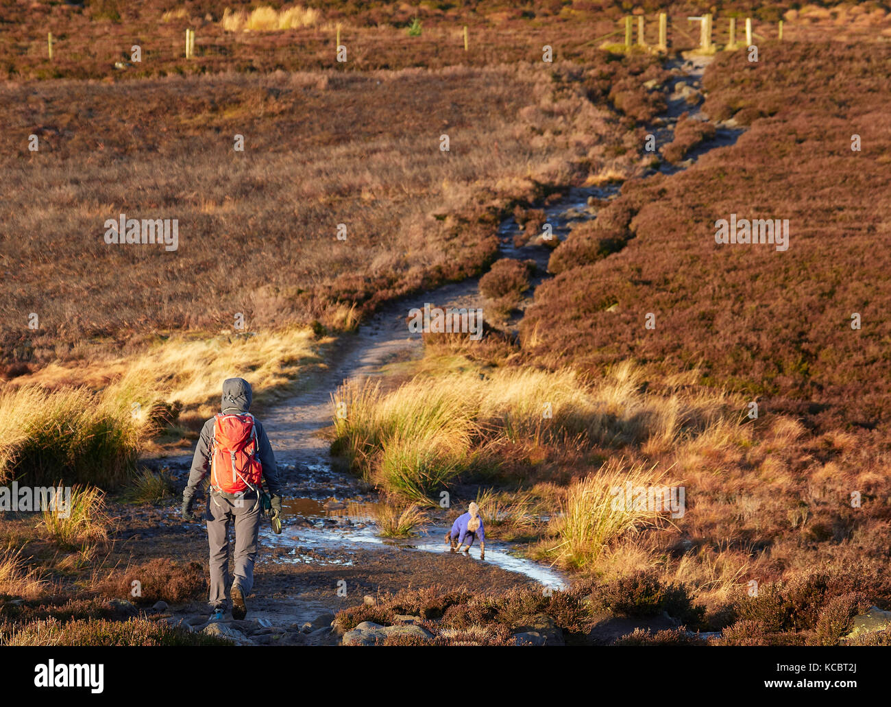 A hiker and their dog walking in the Northumberland countryside ...