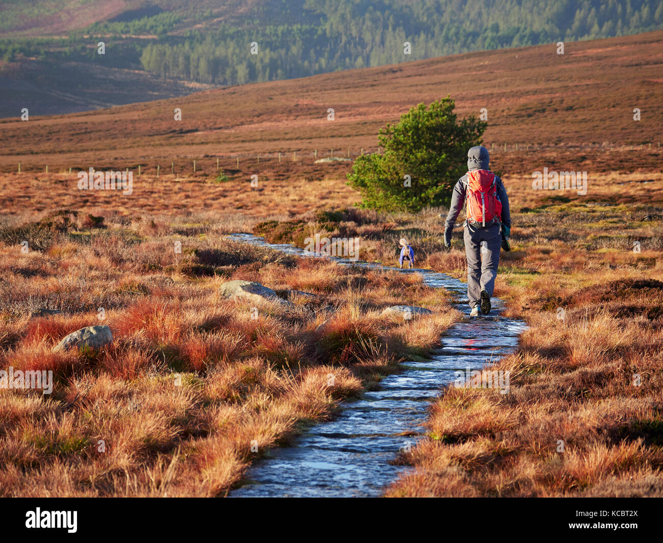 A hiker and their dog walking in the Northumberland countryside ...